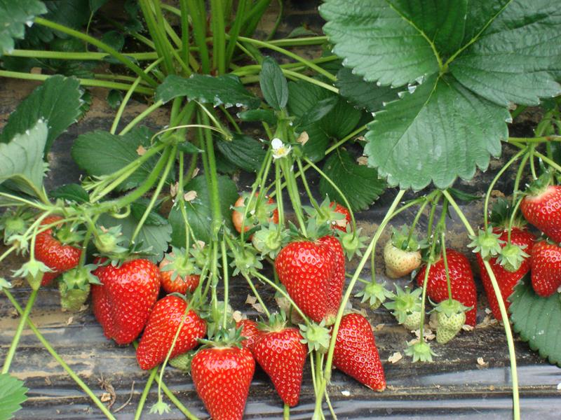 Piante di Fragola Syria | pianteperorto.it